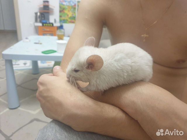 Шиншилла