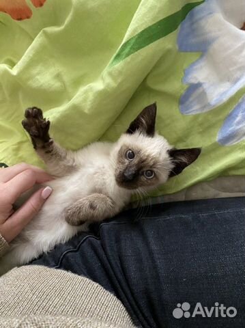 Котенок