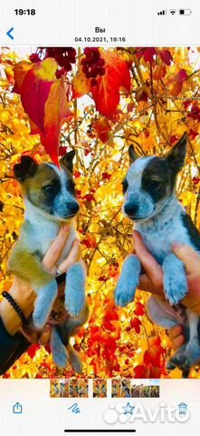 Маленькая собаки бесплатно