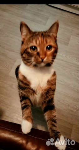 Мегаласковая спокойная молодая кошечка