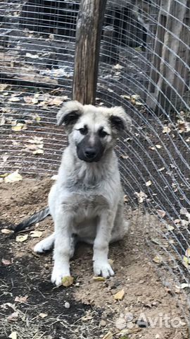 Щенок в добрые руки бесплатно