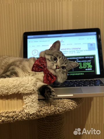 Вязка Умный кот ждет ласковую кошку