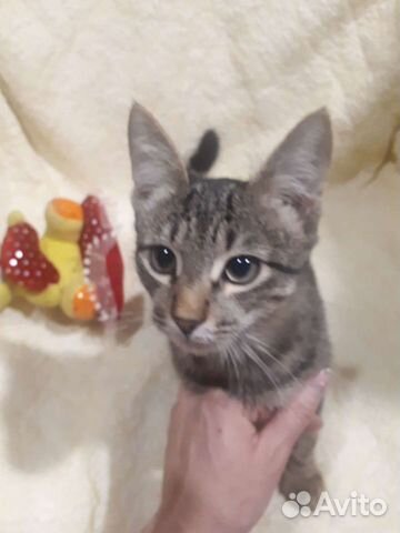 Кошка в дар