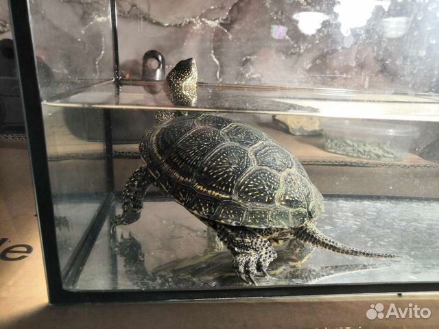 Черепаха сухопутная