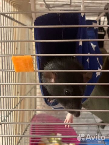 Отдам крыс бесплатно