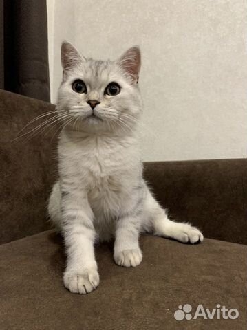 Шотланский котенок