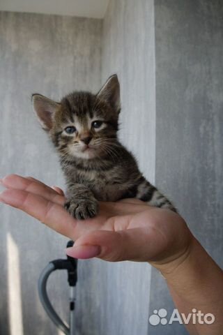 Котята ищут дом