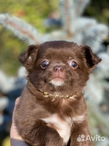 Девочка чихуахуа шоколад д/ш