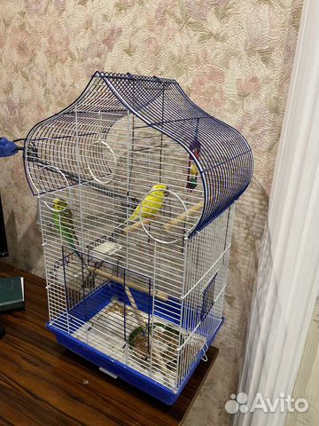 Попугаи мальчик и девочка с клеткой