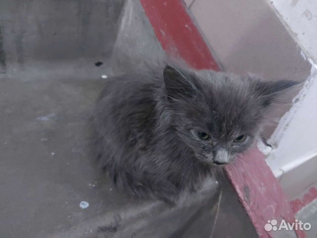 Найден котёнок. возраст примерно 1 месяц. Возможно