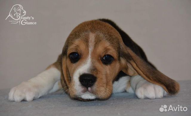 Щенки бигль