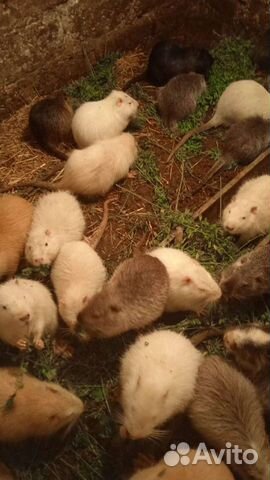 Нутрии на племя