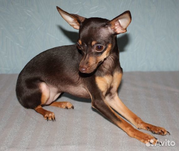 Шоколадная девочка-тоечка