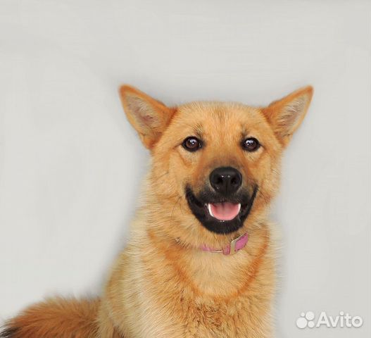 Небольшая собачка-лиса в дар