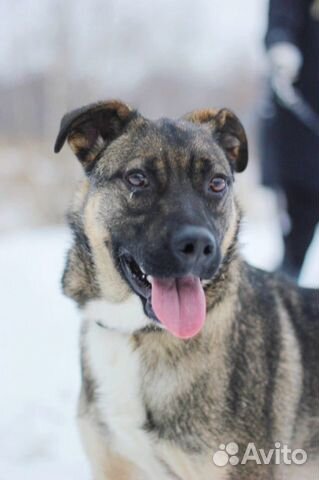 Пес Добби ищет дом