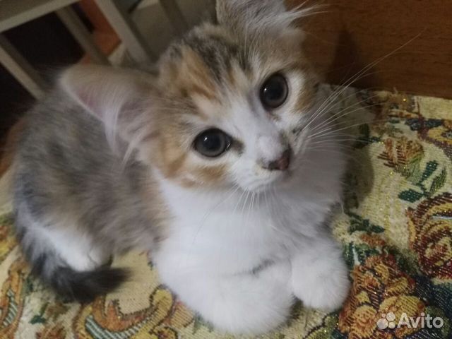 Лапочка в поисках дома