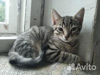 Серые котята и рыжик ищут дом