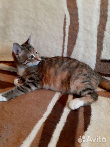 Кошка в самые добрые руки