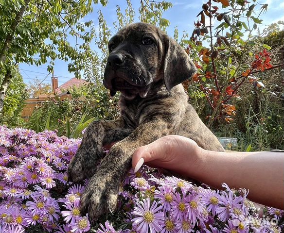 Фила бразилейро