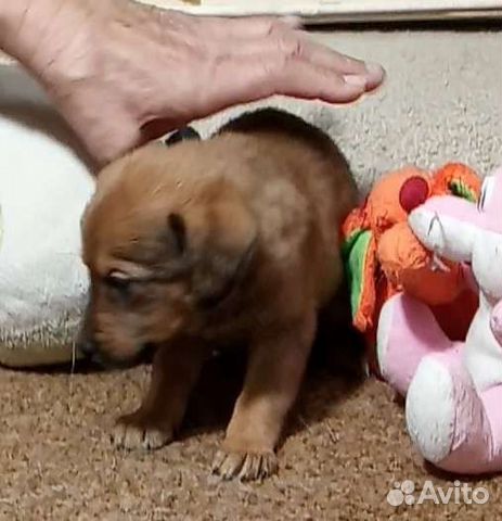 Метис в добрые руки