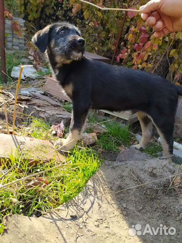 Щенок бесплатно