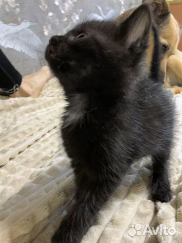 Котенок мальчик