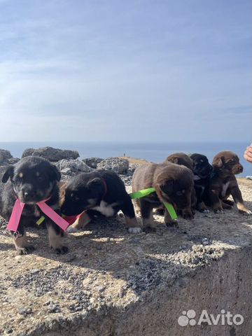 Щенки собаки-тусера