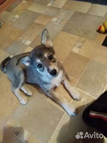 Собака помесь лайки и хаски