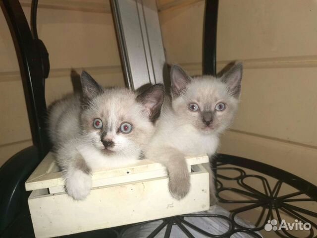 Шотландские котята 50/50