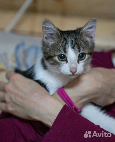 Котенок мальчик Тиша 3 мес. в добрые руки