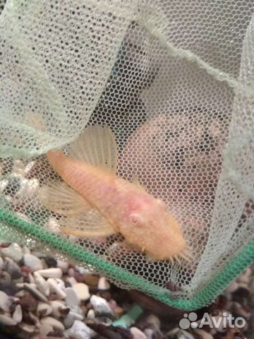 Сом анциструс. Самец альбинос. 6-7см