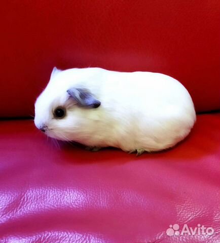 Морские свинки калифорния