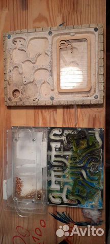 Формикарий с муравьями