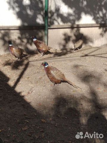 Фазан охотничий