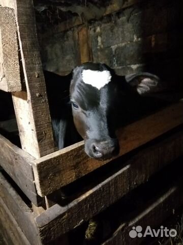 Продам теленка