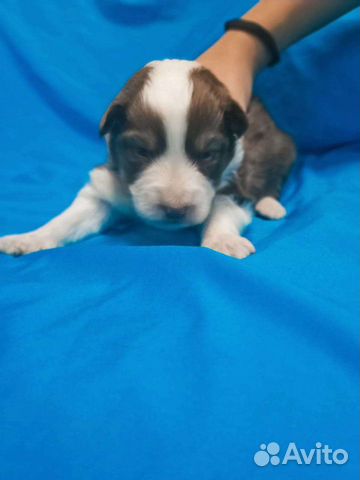 Австралийская овчарка аусси