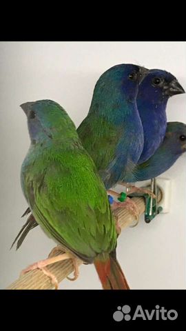 Попугайная амадина (форбисы )