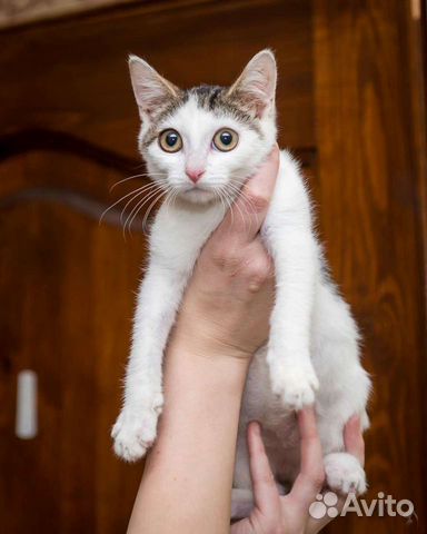 Котята Кай и Герда