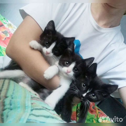 Котёнок, котята 2 мес в добрые руки