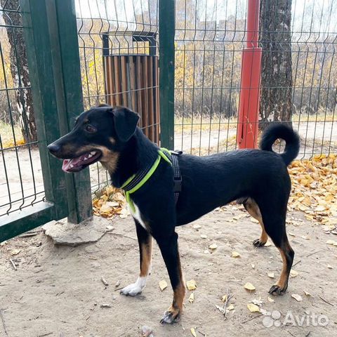 Миниатюрный пес в добрые руки