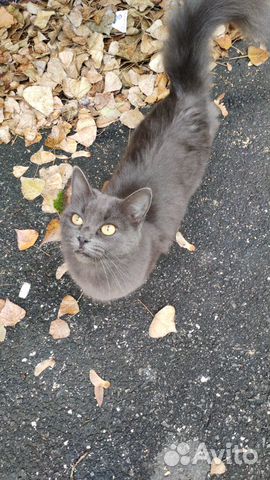 Молодая кошка Ласкуша ищет дом