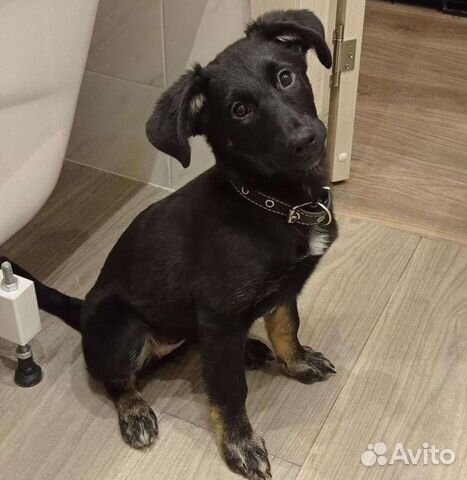 Щенок Майя в добрые руки