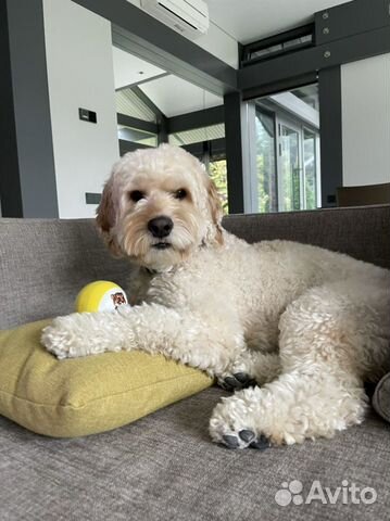 Кокапу вязка Москва