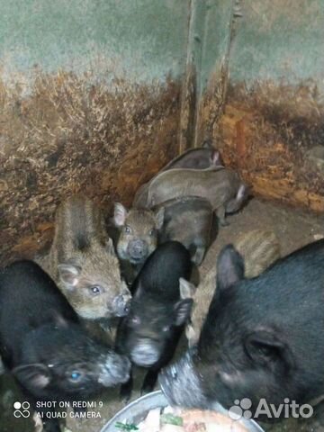 Вьетнамск вислобрюхий поросенок