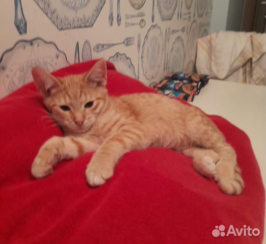 Рыжие котята мальчики в добрые руки