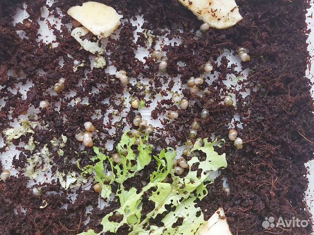 Улитки Ахатины кладки