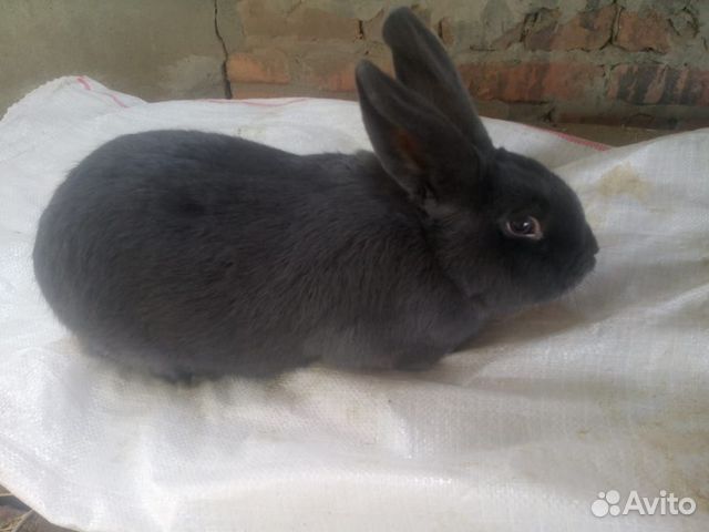 Продаю кроликов нзк, Венские голубые, Калифорния