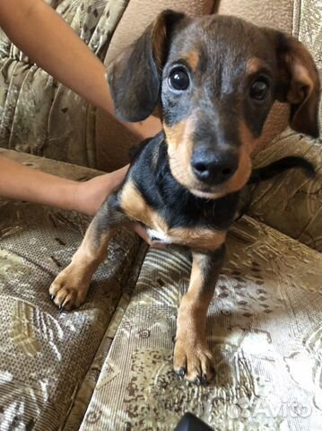 Такса бесплатно