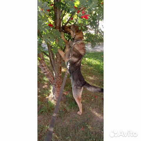 Собака помесь восточноевропейской овчарки кобель