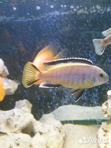 Отдам цихлид